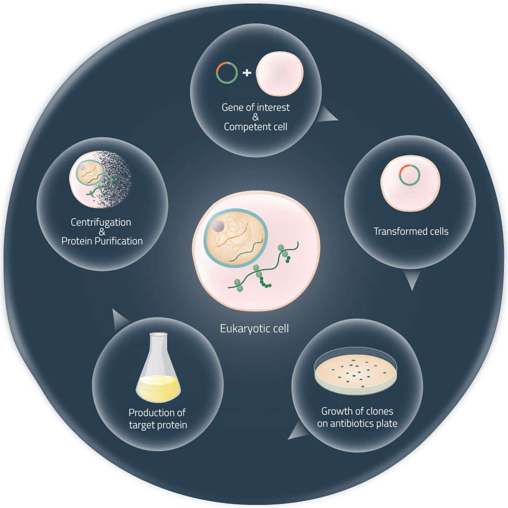 Why use cell-free protein expression?