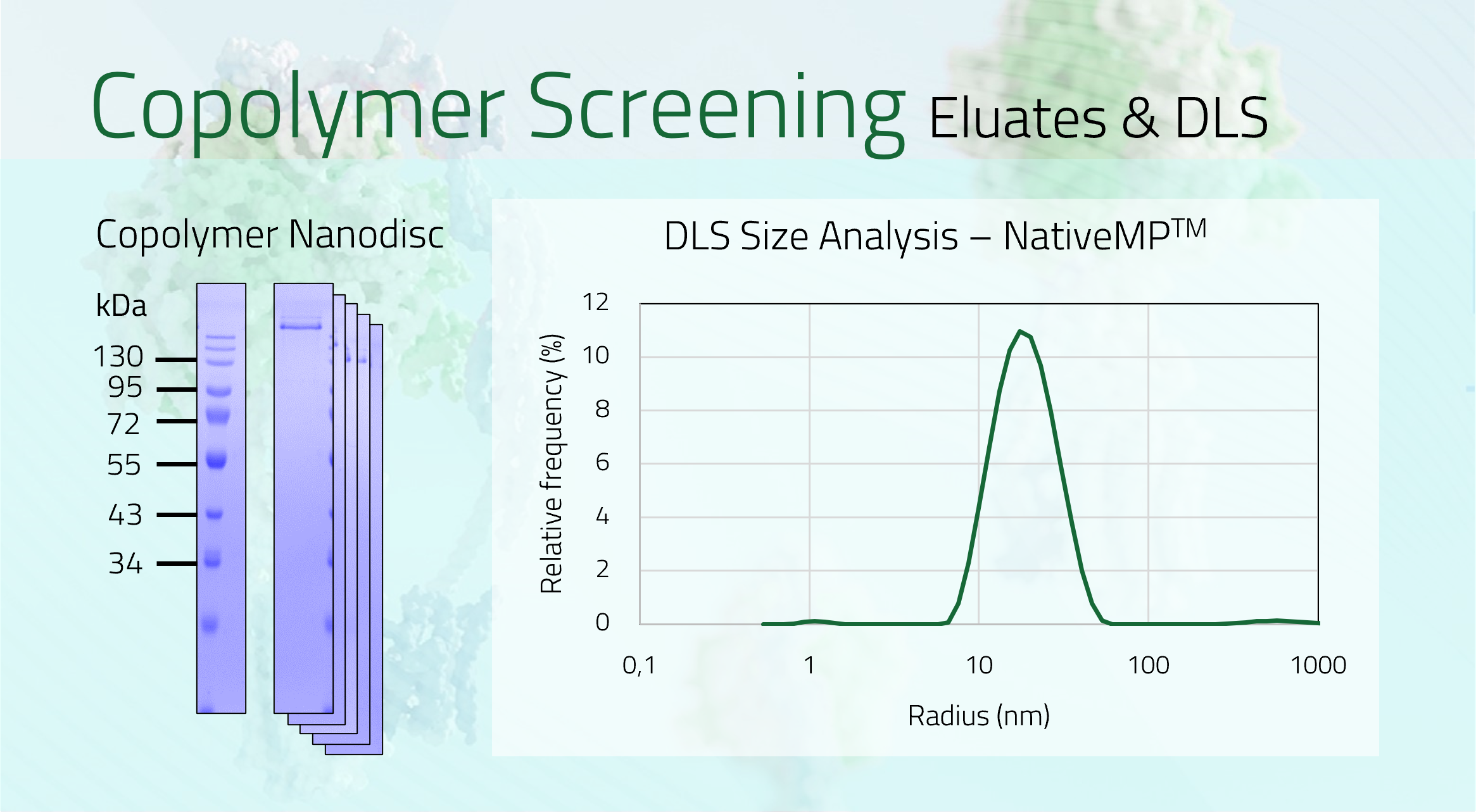 ABCA4 - active, native, full-length | Cube Biotech